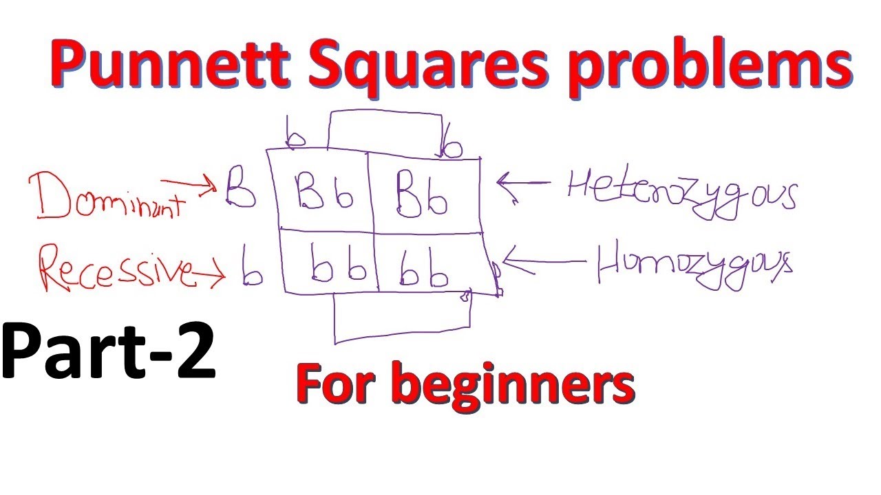 Genotype Vs Phenotype Punnett Square