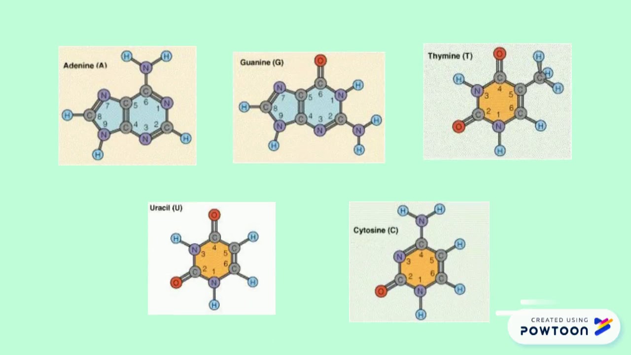 METABOLISME NUKLEOTIDA - YouTube