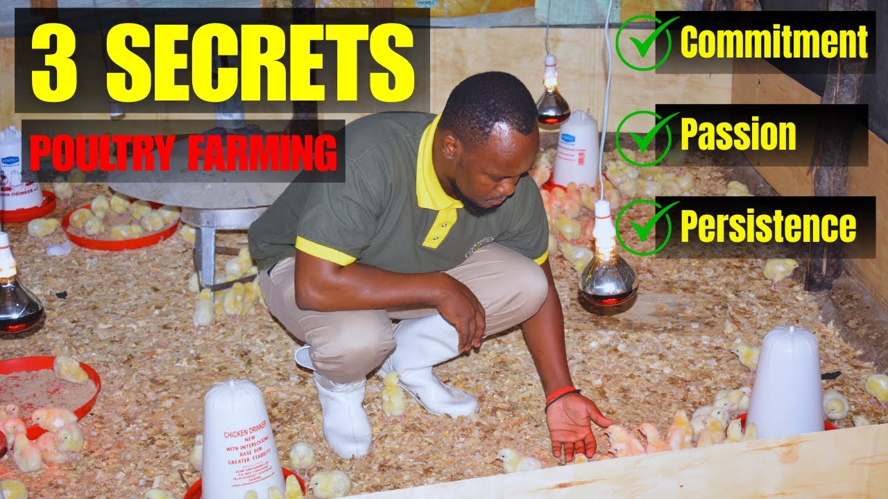 Poultry Farming: 3 Secrets Every Farmer Must Know - YouTube
