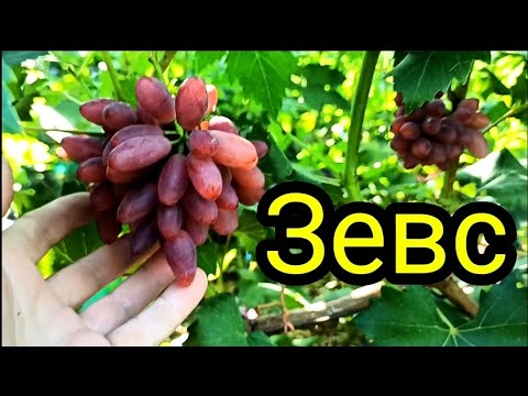 Виноград Зевс Калугіна В.М. 2024 - YouTube