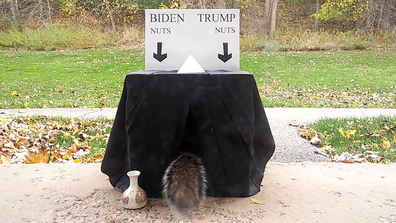 Squirrels vote 2020 election - YouTube