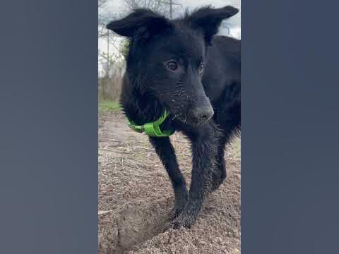 Маленький крот - YouTube