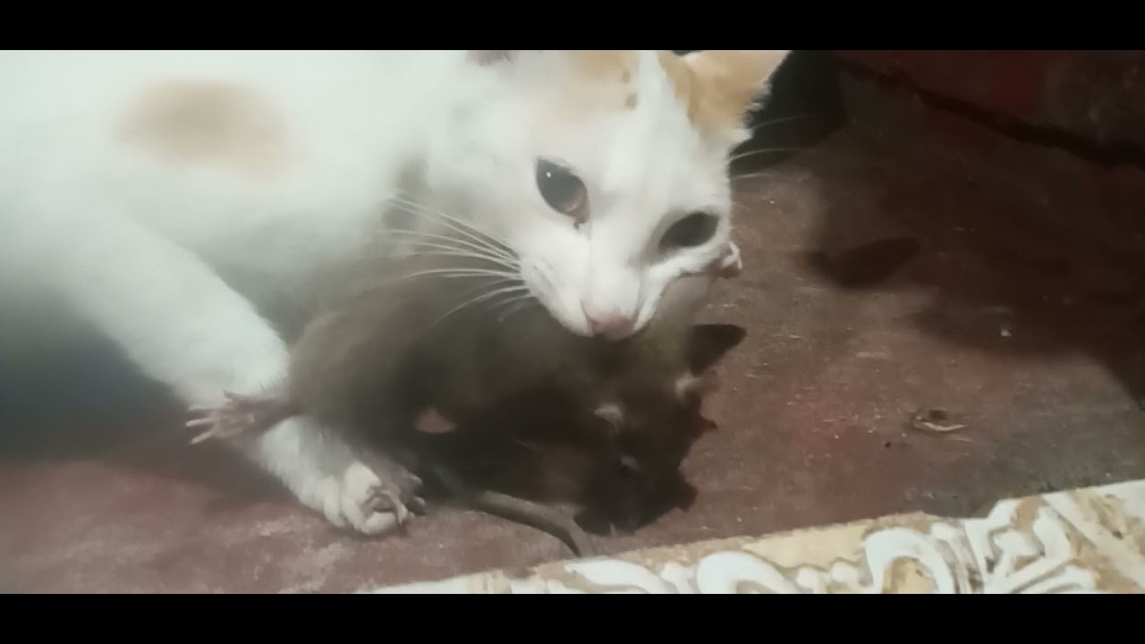 Bat Cat Rat 🐀 2 Hunted now by my Cat wick not John wick but - YouTube