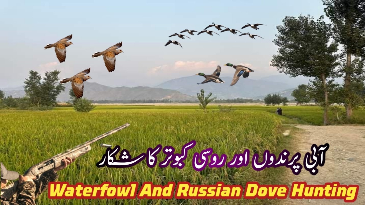 Duck Hunting In Pakistan 2024 | Khabootar Ka Shikar 🌧️🌧️ | Waterfowl ...