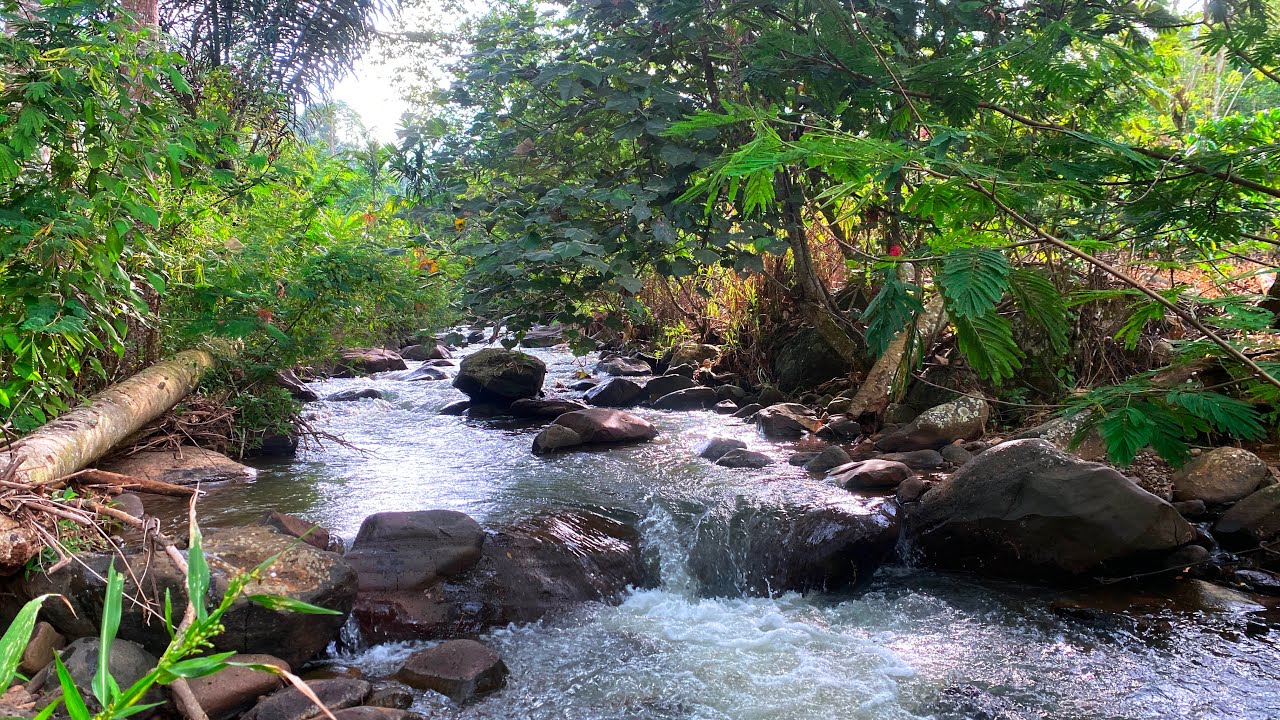 Relax & Sleep Soundly with Flowing Water & Calming River Sounds in a ...