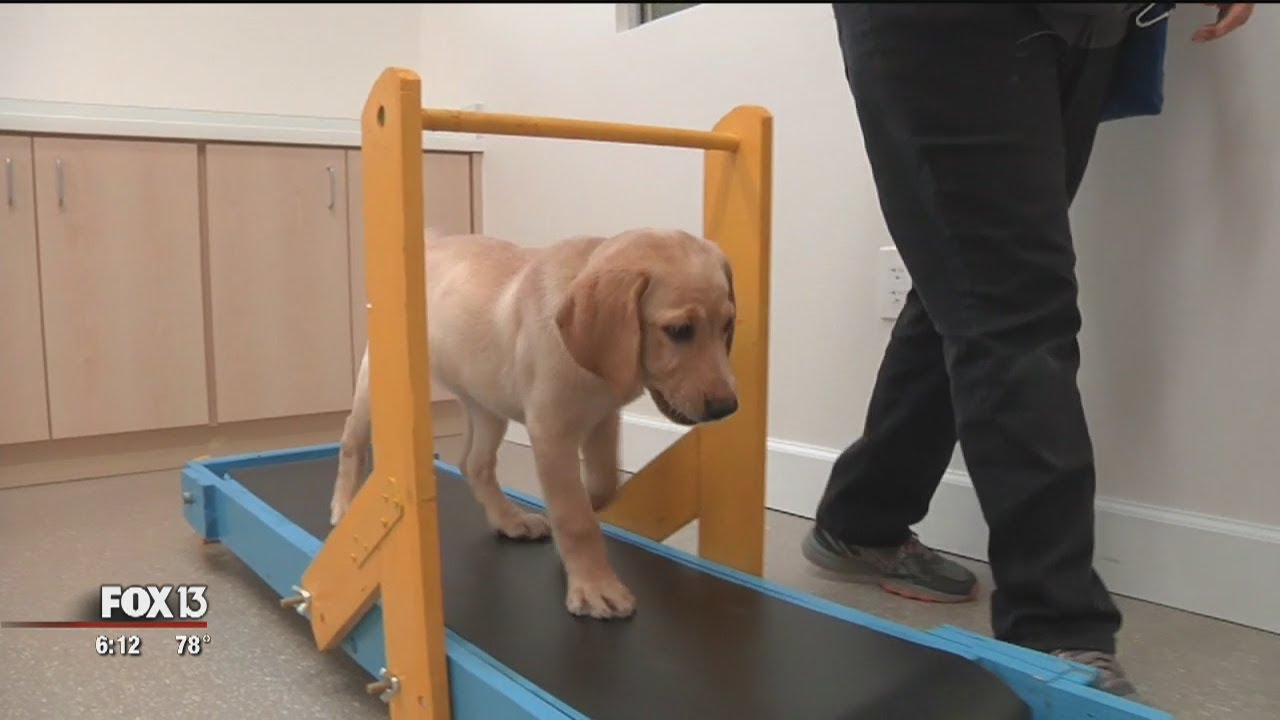 Puppies become heroes at guide dog academy - YouTube
