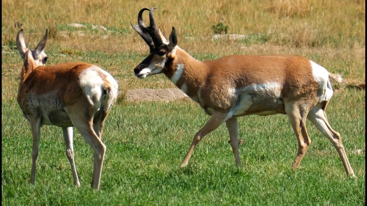 Pronghorn Antelope Buck 4k - Central Utah (Full) - YouTube