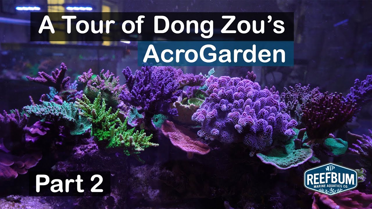 A Tour of Dong Zou's AcroGarden - Part 2 - YouTube