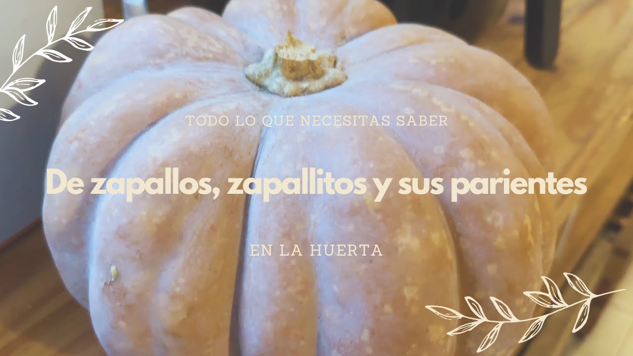 De zapallos, zapallitos y sus parientes | Todo lo que necesitas saber ...