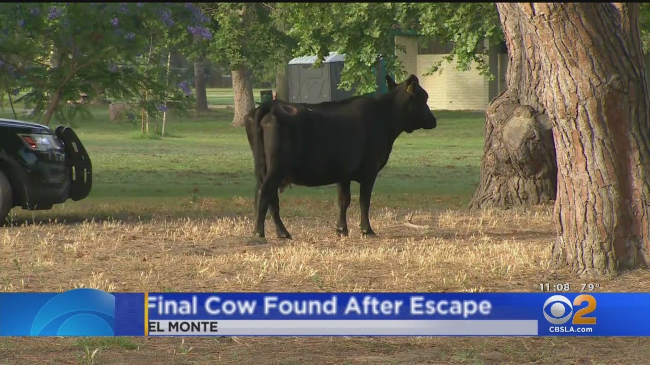 Final Missing Cow Which Escaped Meatpacking Plant Found In South El ...