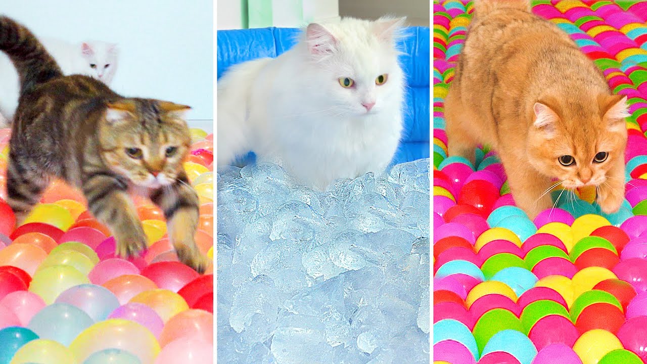10 Obstacle Courses My Cats Love! - YouTube