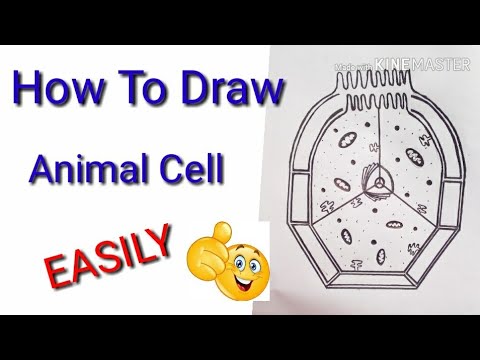 how to draw animal cell in easy way | how to draw animal cell easily ...