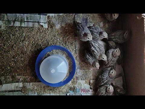 Keklik Yavrularının Tatlı Sesleri 🎶 | Cute Baby Partridge Sounds