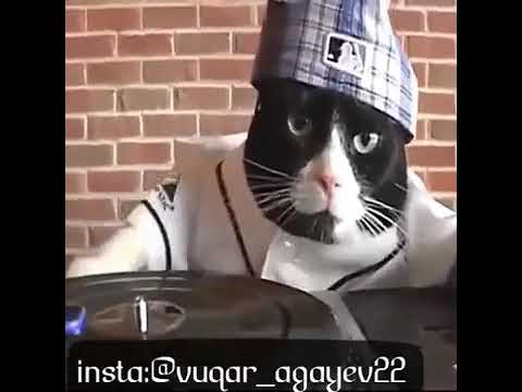 vatcap ucun qisa video(3)