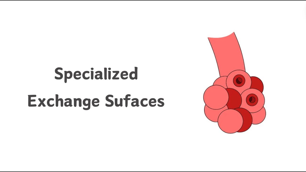 Biology Explained: Specialized Exchange Surfaces (Ep 17) - YouTube