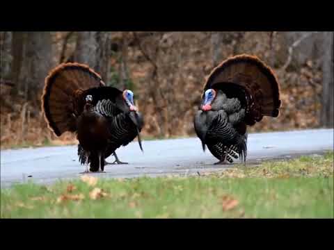 Wild turkeys in mating ritual - YouTube