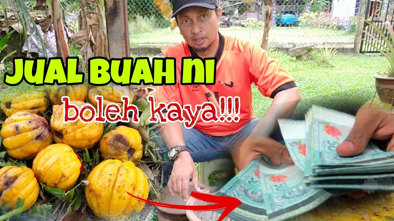 218. 🤑 Jumpa duit ditempat kerja, jual buah ini boleh jadi kaya jutawan ...