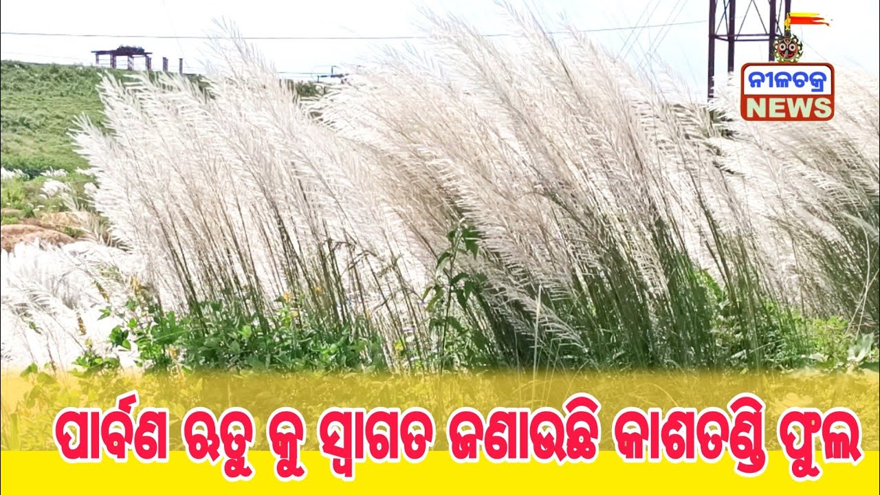 ପାର୍ବଣ ଋତୁ କୁ ସ୍ଵାଗତ ଜଣାଉଛି କାଶତଣ୍ଡି ଫୁଲ। Kasatandi Flower - YouTube