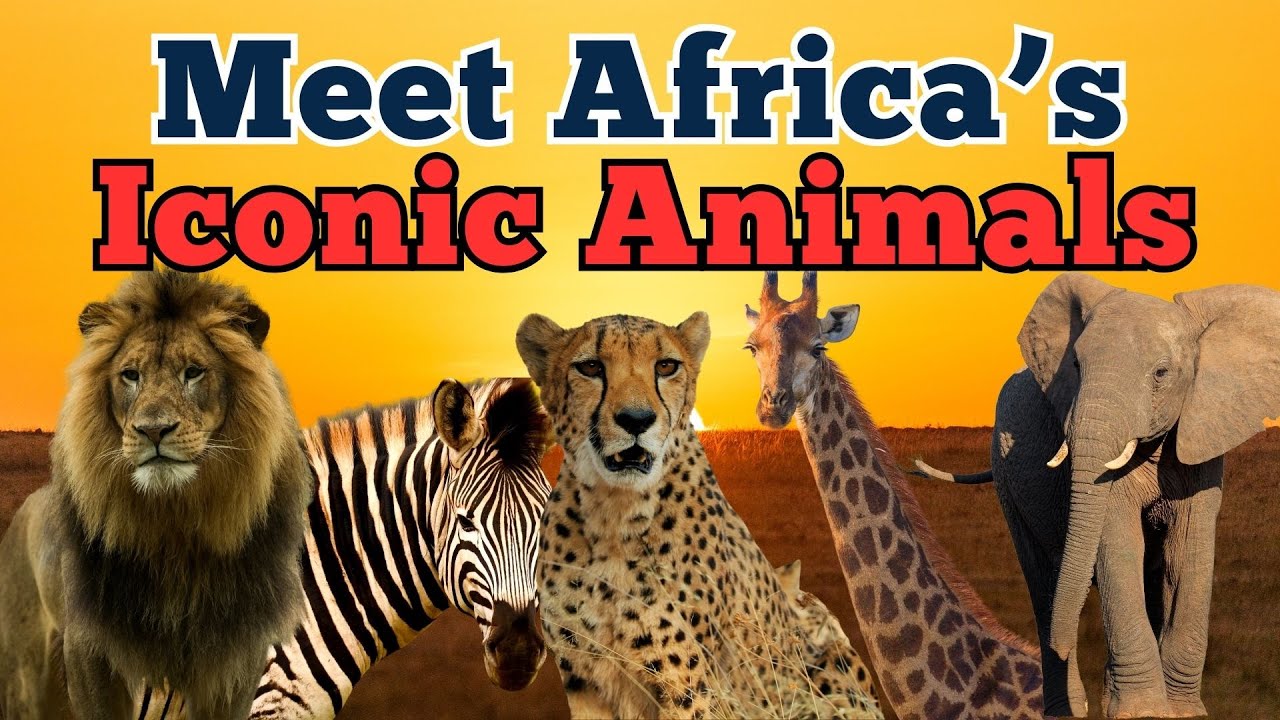 Safari Stars: Meet the Magnificent Five of Africa - YouTube