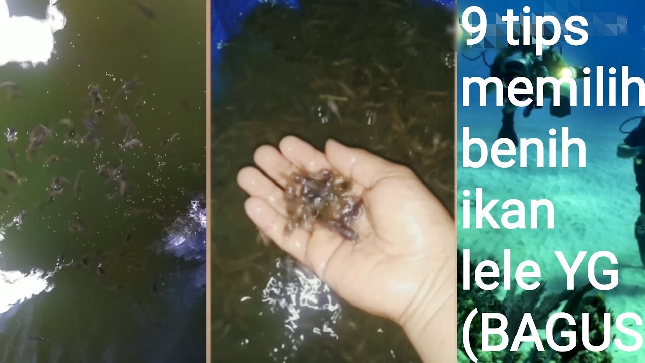 9 CIRI CIRI benih ikan lele yang bagus - YouTube