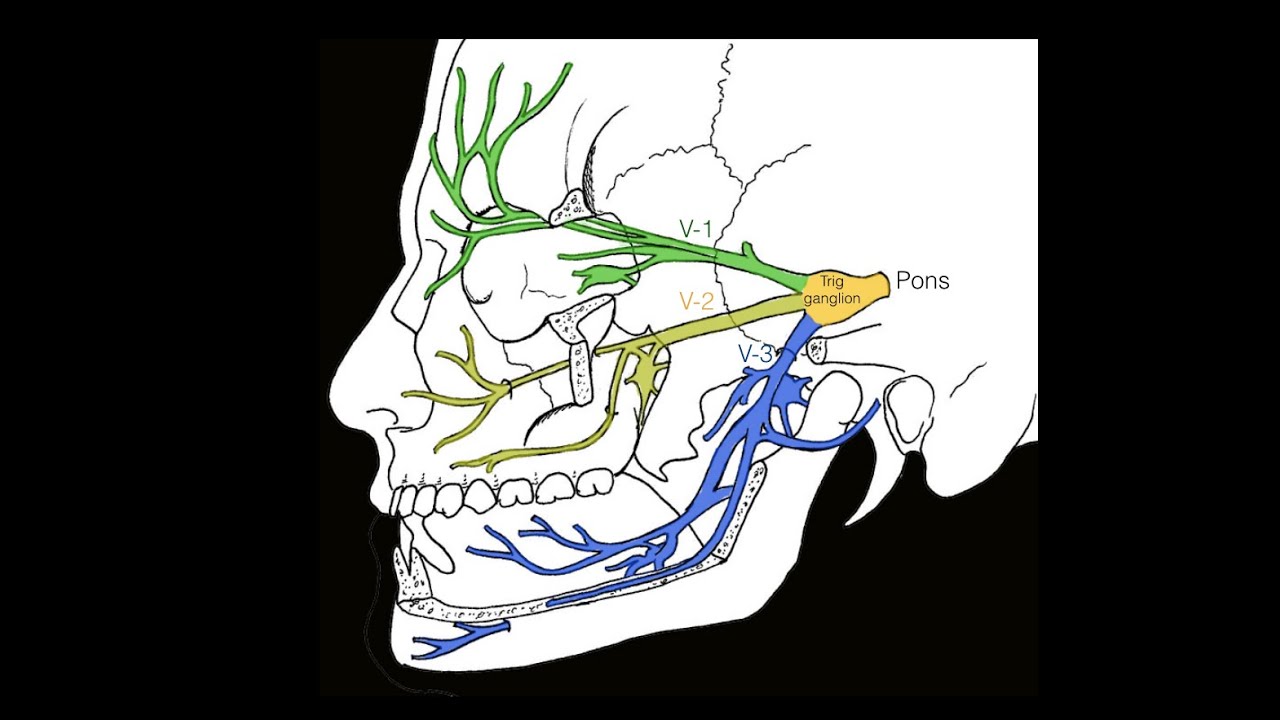 Cranial nerve V - YouTube