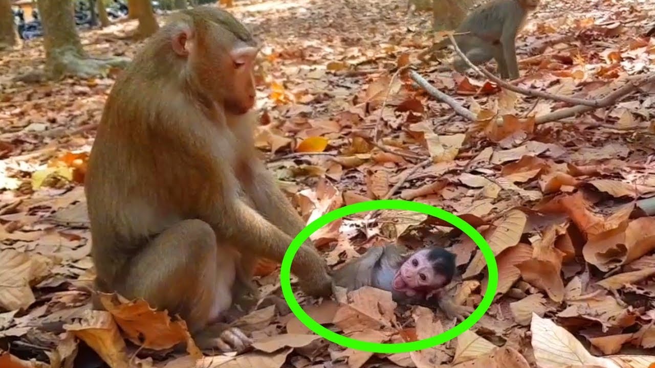 Million pity mom sitting tear down when monkey pigtail bite baby cry ...