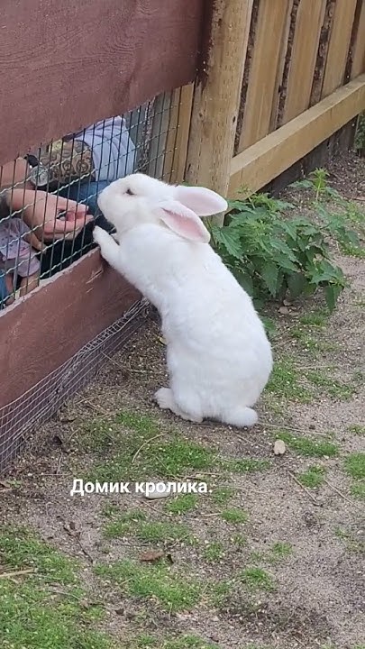 Домик кролика - YouTube