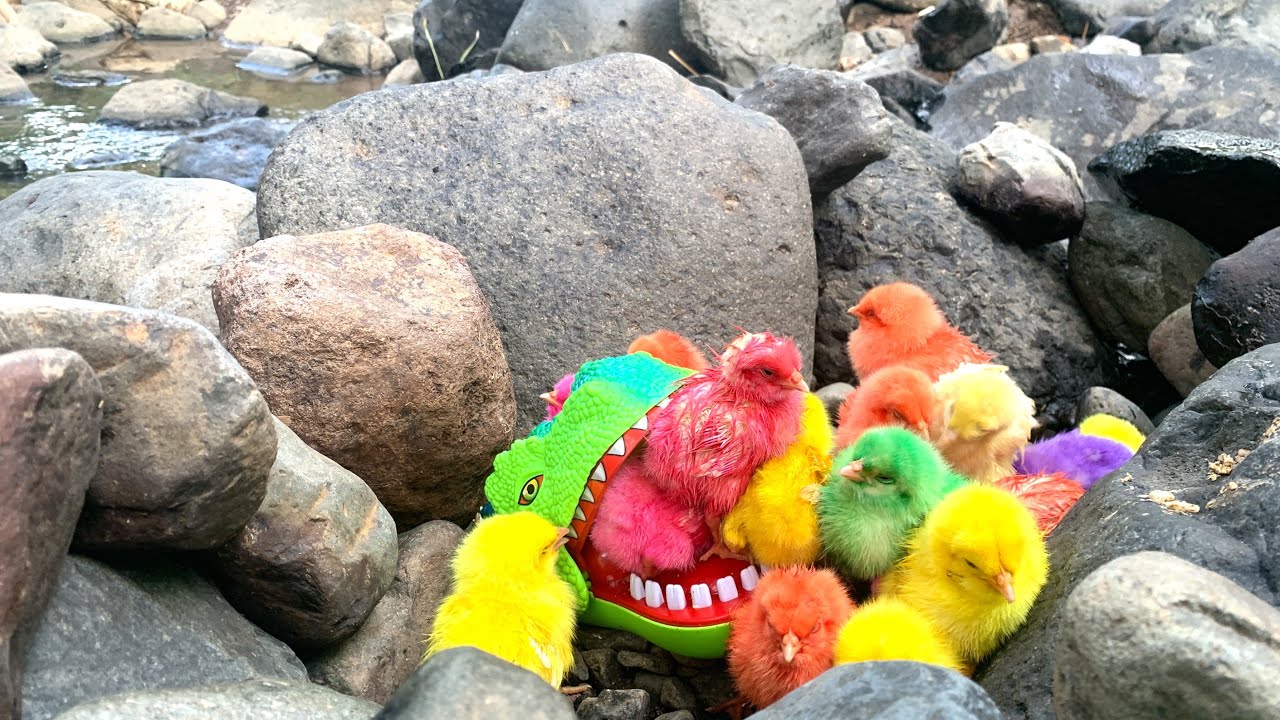 Anak Ayam Lucu, Ayam warna Warni, Ayam Rainbow, Ayam pelangi, sapi lucu ...