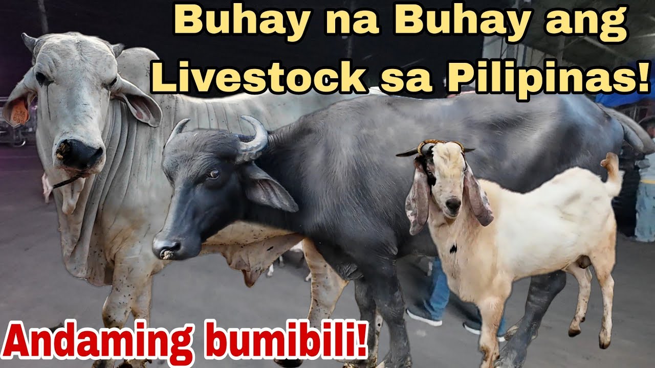 January 19, 2024 Presyo ng Baka, Kambing at Kalabaw | Dji Osmo Action 4 ...
