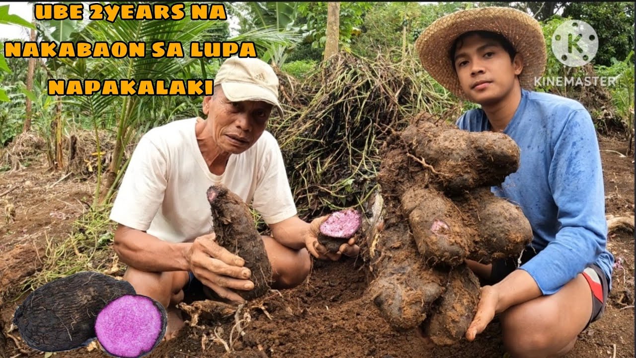 Pagharvest ng UBE sa halamanan - YouTube