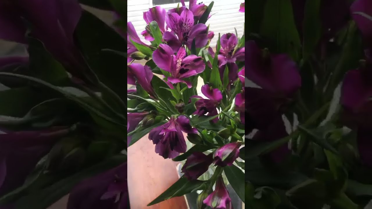 Dark Purple Alstroemeria