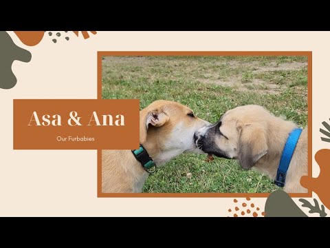 Introducing the newest member of our family: Asa and Ana - YouTube
