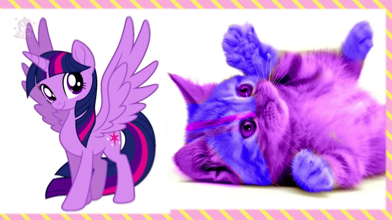 My Little Pony Characters in Real Life vs Kitty Cat - MLP NEW VIDEO ...