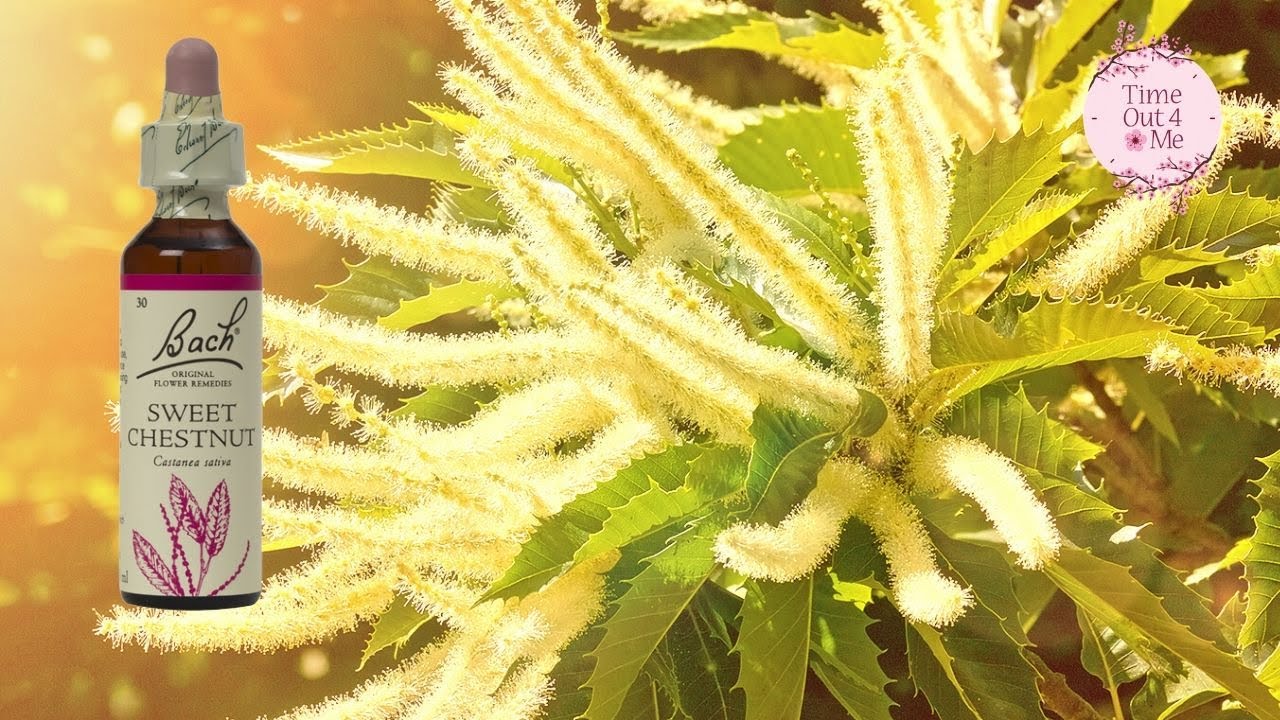 Sweet Chestnut Bach Flowers | Best Flower Site