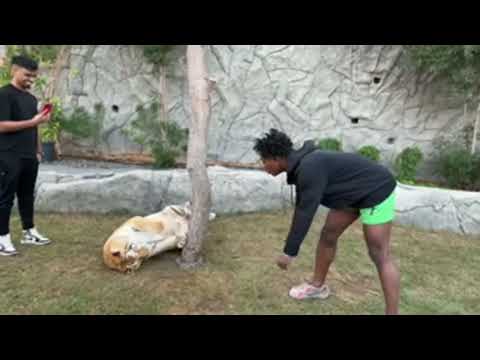 ishowspeed twerks infront of a tiger - YouTube
