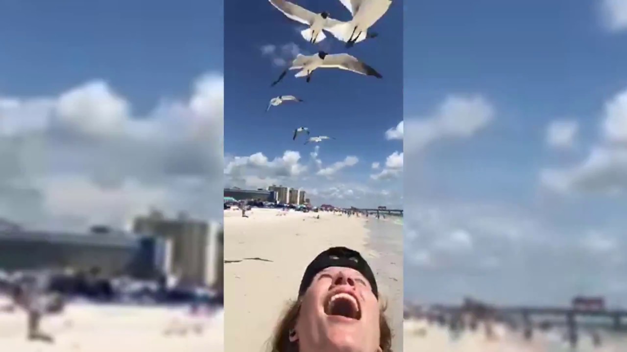 Birds Chasing Girl While She's Taking Selfie - YouTube