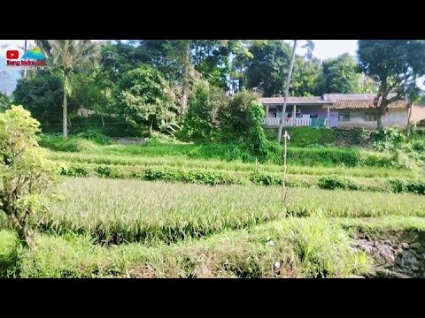 SEJUKNYA KAMPUNG CIBURAYUT KECAMATAN CIGOMBONG BOGOR JAWA BARAT - YouTube