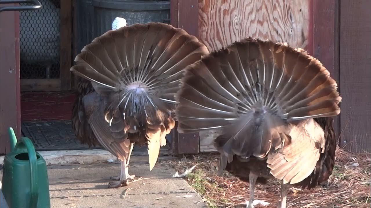 Tom Turkeys Visiting Hen Turkey for Thanksgiving - YouTube