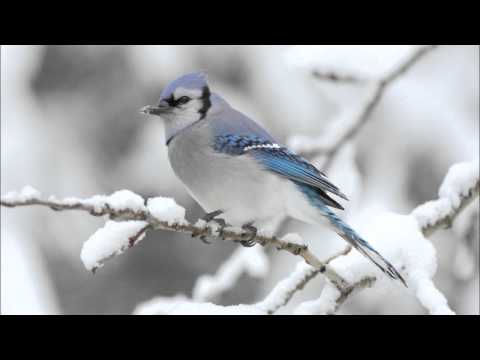 Yanni - Nightingale (Tribute), HQ