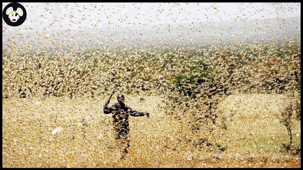 How Do African Farmers Deal With Locusts Destroying Crops? - YouTube