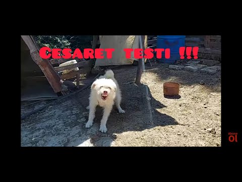 ALTIN VERİYORUZ!!! ADAMCİ KÖPEK NASIL OLUR ?