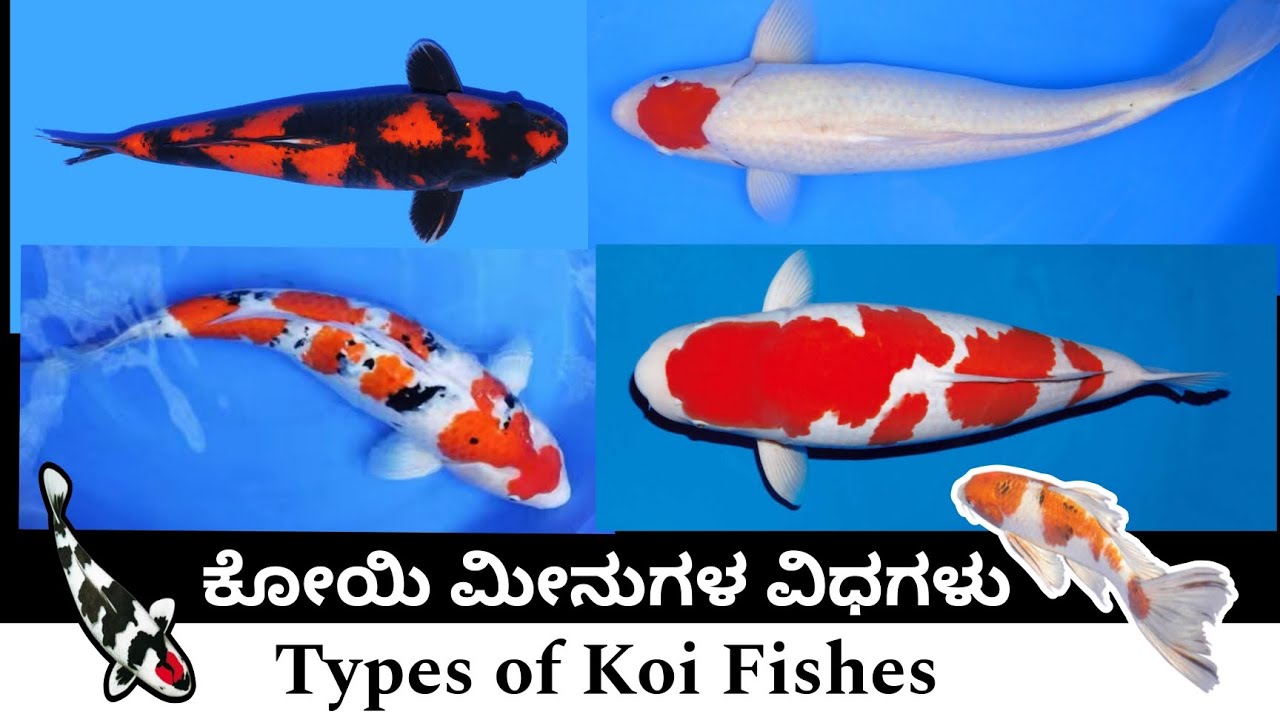 Types of Koi Fishes | koi fish varities | Imported koi fishes | FINS ...