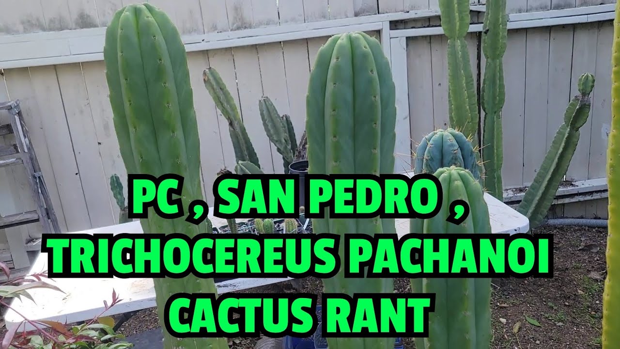 PC , SAN PEDRO , TRICHOCEREUS PACHANOI CACTUS RANT - YouTube