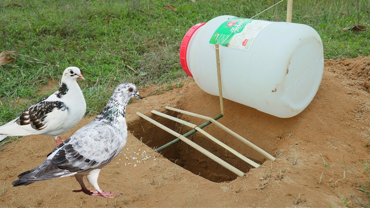 Creative method unique bird trap using plastic bottle and deep hole ...