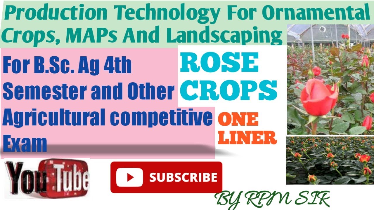 Rose flower Crops|| One liner || Production Technology for Ornamental ...