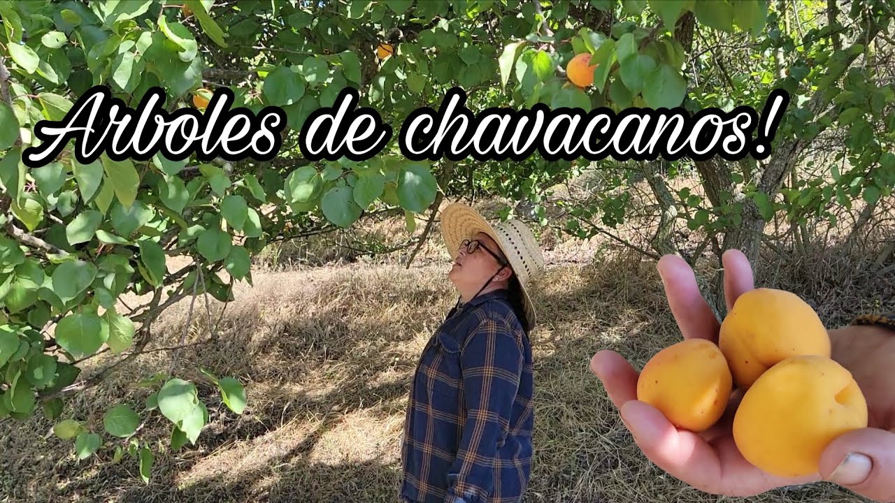 Recorriendo los HUERTOS de CHABACANOS en el RANCHO - YouTube