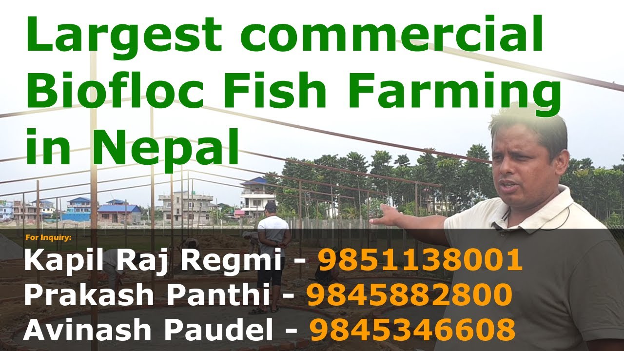 Largest Commercial Biofloc Fish Farming in Nepal. - YouTube