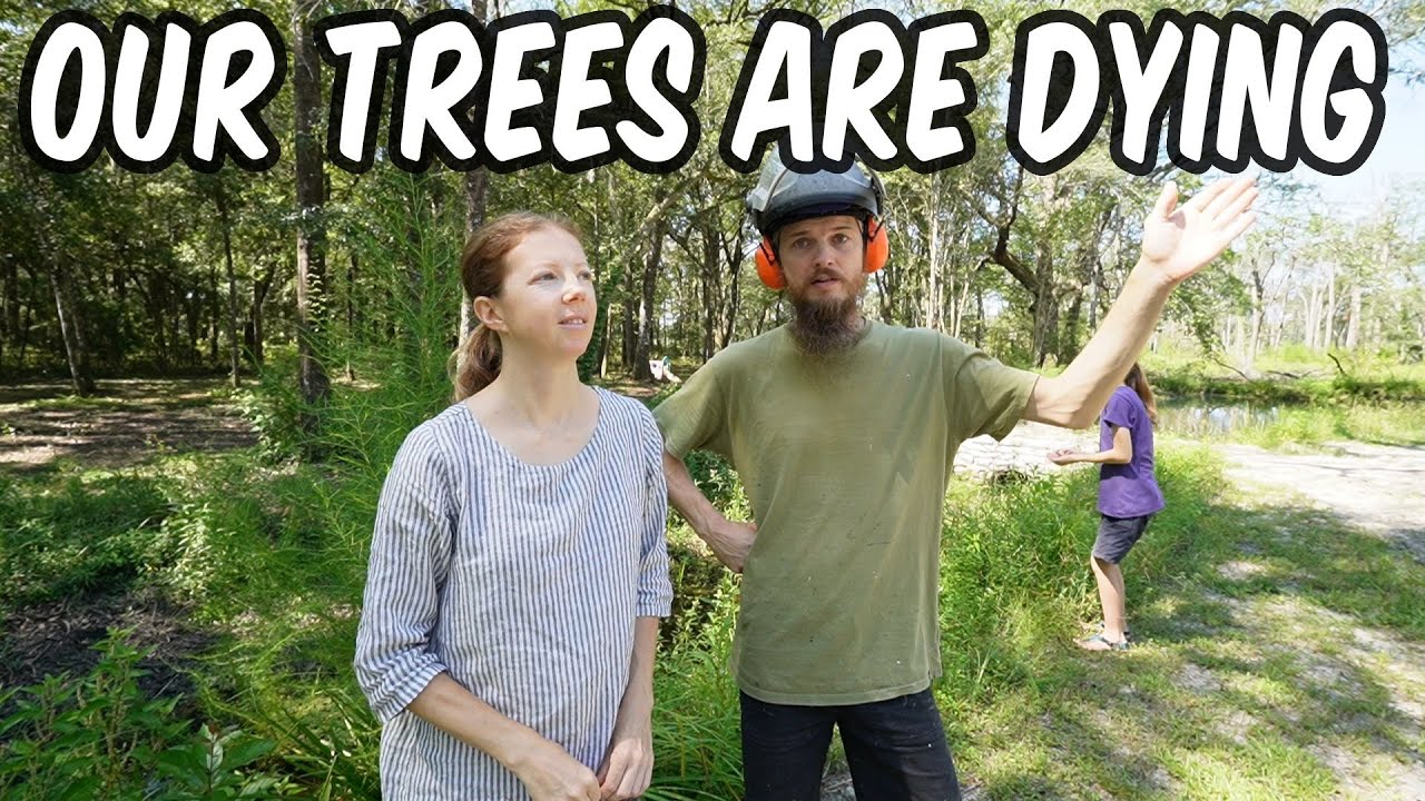 Something Killed Our Trees and Now They are Dangerous! - YouTube