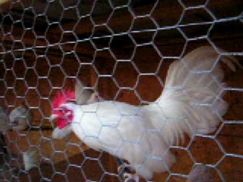 Bantams/White old english cockerel 2 - YouTube