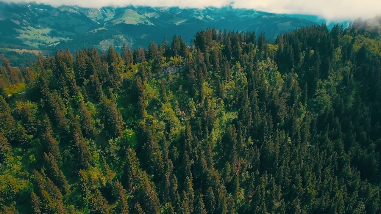 Drone Shot Of Forest - Free stock video - No copyright - YouTube